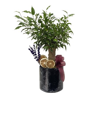 Bonsai Tasarımları | Çiçek Bankası